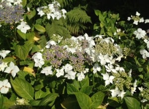 white lacecap hydrangea - Hydrangea Guide
