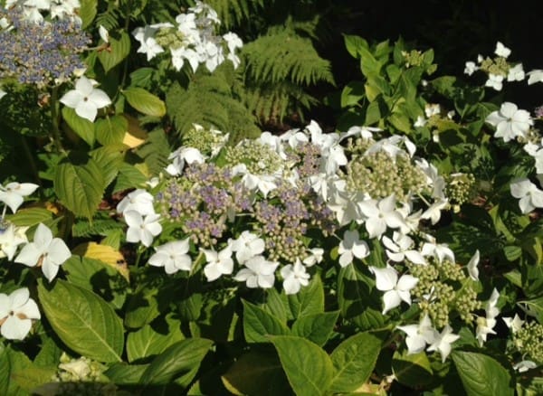 white lacecap hydrangea - Hydrangea Guide
