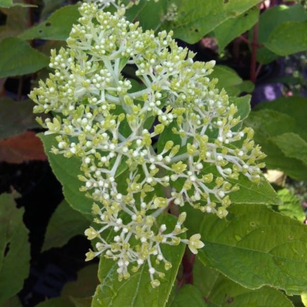 Limelight Hydrangea - Grows tips, pruning, advice and guides