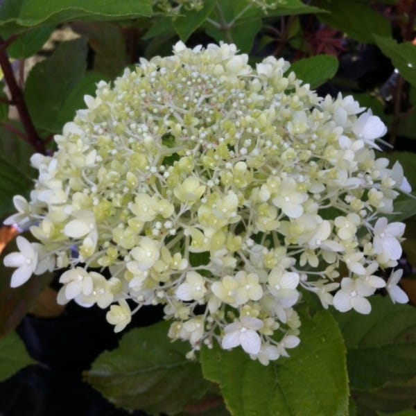 Limelight Hydrangea - Grows tips, pruning, advice and guides