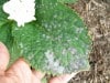 Hydrangea pest & diseases - Help and information on hydrangeas