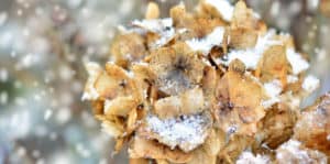 Potted hydrangea winter care - Hydrangea Guide
