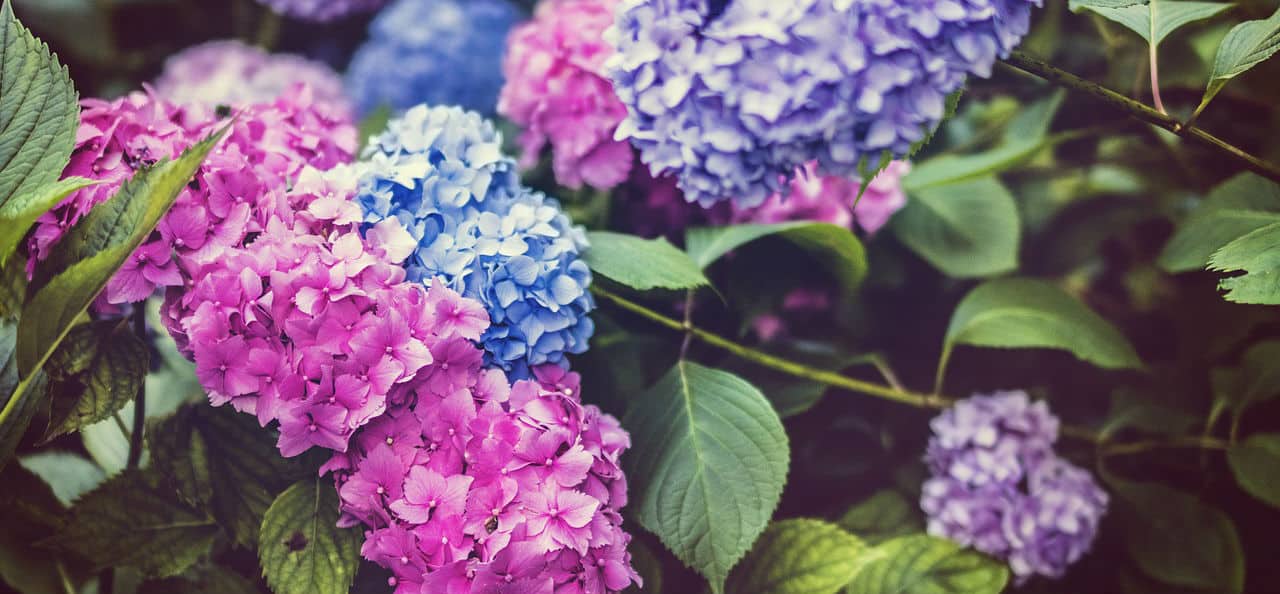How to keep hydrangeas upright and stop them flopping over - Hydrangea ...