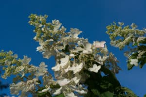 Pee Gee Hydrangea Pruning - Hydrangea Guide