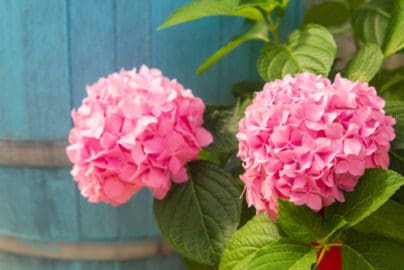 Hydrangea Guide - Growing tips, advice, planting guides