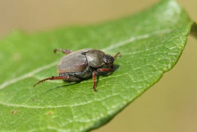 Magnolia pests: What’s Eating the Leaves on Your Magnolia Tree?