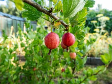When To Pick Gooseberries For Cooking & Eating Fresh