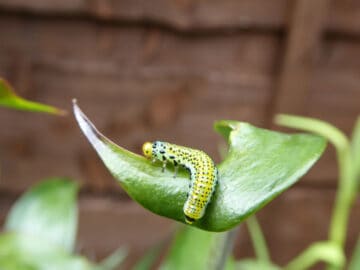 Caterpillars on Roses – Killing Rose Sawfly Larvae