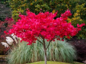 Pruning Acer Trees – When and how to prune Japanese Maples