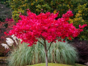 Pruning Acer Trees – When and how to prune Japanese Maples