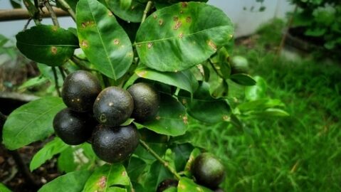 Why Is My Lemon Tree Dropping Fruit? and How To Prevent it