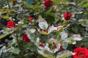 12 Common Rose Problems and How to Identify and Treat Them