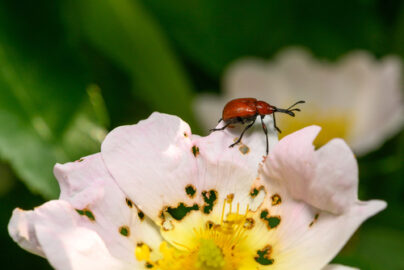 12 Common Rose Problems and How to Identify and Treat Them