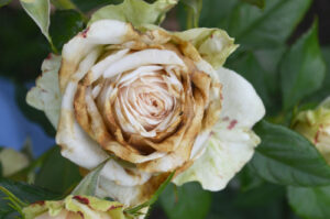 12 Common Rose Problems and How to Identify and Treat Them