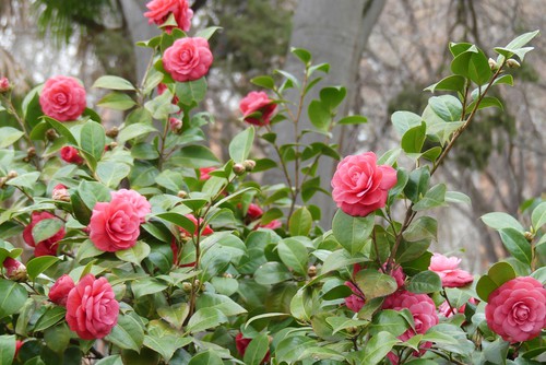 Pruning Camellias to maintain the shape, rejuvenate and remove dead ... Pruning Camellias to maintain the shape, rejuvenate and remove dead ...