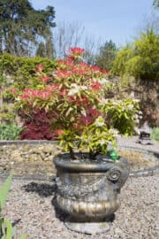 Growing Pieris 'Forest Flame' General care, planting and propagation