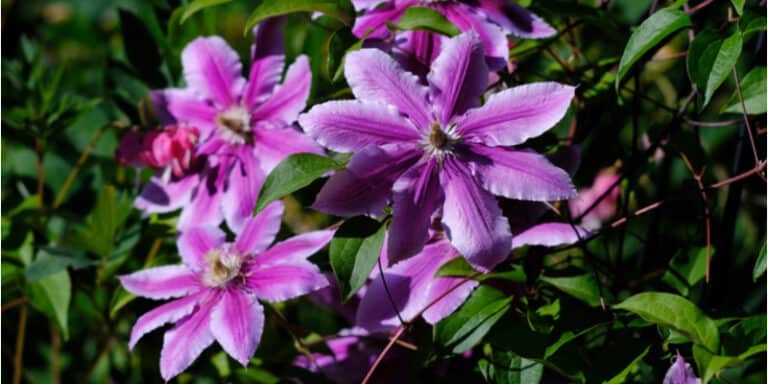 10 Best Clematis for Shade - Ideal For a Shady Fence, Wall or Under Tree