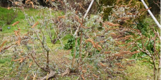 Buddleia Pests and Diseases - Troubleshooting - Hydrangea Guide