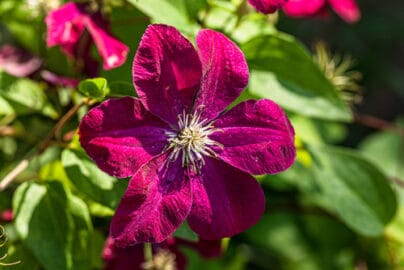 10 Best Clematis for Shade - Ideal For a Shady Fence, Wall or Under Tree