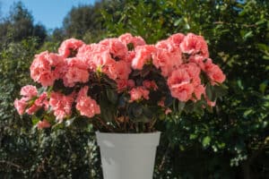 How to grow and care for azaleas in pots - Hydrangea Guide