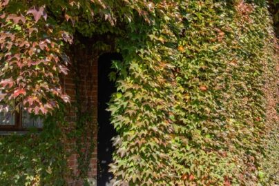 10 Best Climbers For Shade - Ideal for North Facing Wall & Under Trees