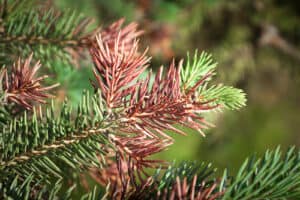 How to revive and bring conifers back to life?