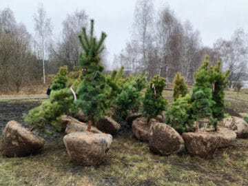 How deep are conifer roots?