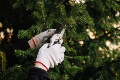 How and when to trim conifers? - preserve the natural shape or hedging