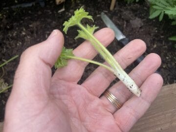 How to grow and care for delphiniums - Hydrangea Guide