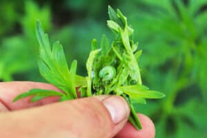 Problems with delphiniums - pests and diseases - Hydrangea Guide