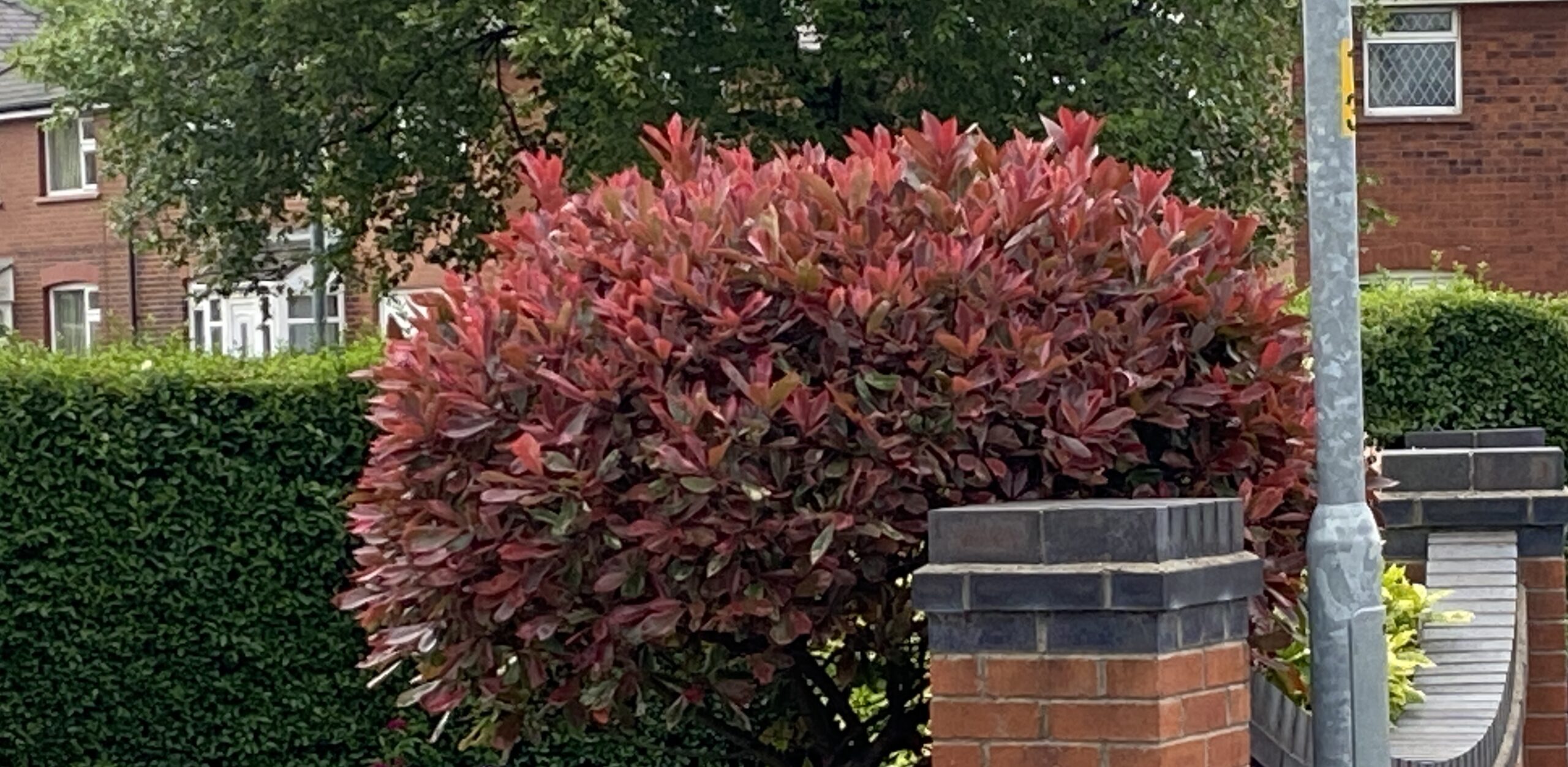 Photinia Pests and Diseases - Identifying, Treating & Preventing