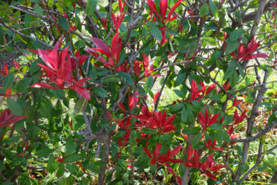 How To Prune Photinia Red Robin - Yearly and Young Plants