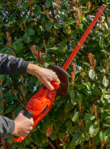 How To Prune Photinia Red Robin - Yearly and Young Plants