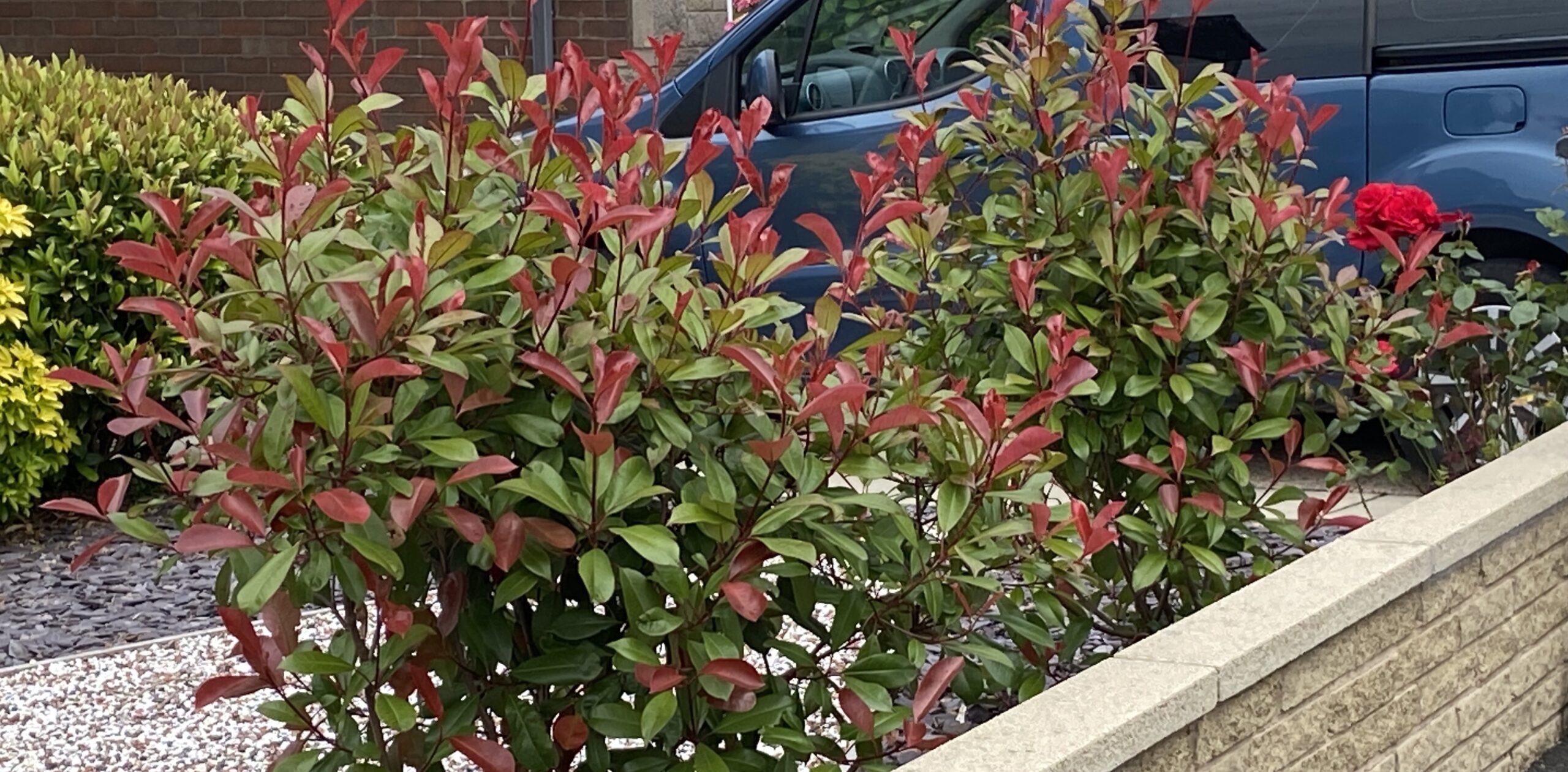 How To Prune Photinia Red Robin - Yearly and Young Plants