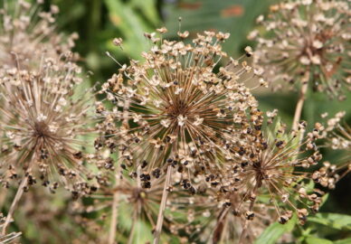 How to propagate alliums by division and seed - Hydrangea Guide