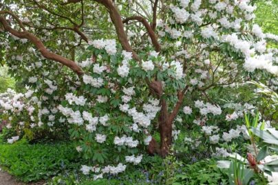 When and How To Prune Rhododendrons - Hard Pruning & Deadheading