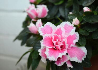 Why is my azalea not blooming? 5 Reasons