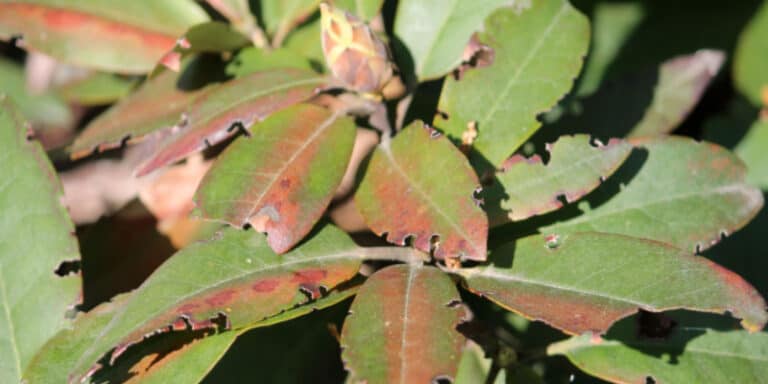 What's Eating My Rhododendron Leaves and Buds?