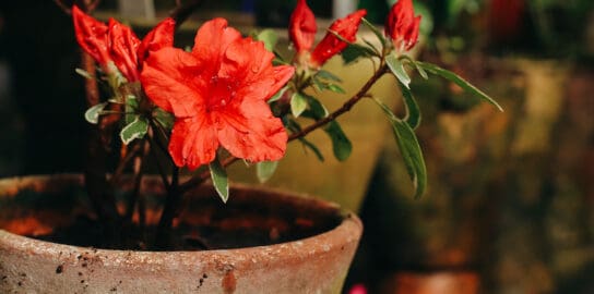 How to grow and care for azaleas in pots - Hydrangea Guide