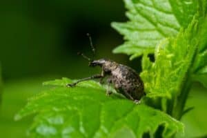 Identifying and Control Vine Weevil Adults & Larvae