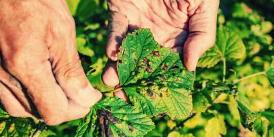 How To Identify and Control Anthracnose Disease - Prevention