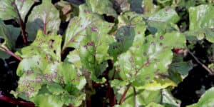 Cercospora Leaf Spot - Prevention and Treatment