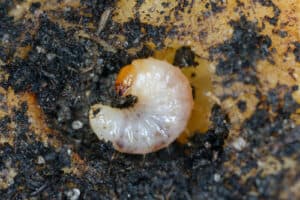 Identifying and Control Vine Weevil Adults & Larvae
