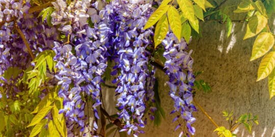 Wisteria problems and what to do about them - Hydrangea Guide