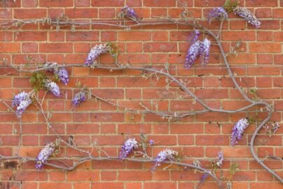 Growing wisteria climbers in pots and containers