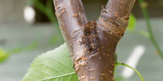 Bacterial Canker Disease In Prunus Including Plums and Cherries
