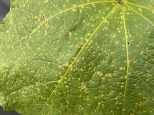 Rust Disease on Plants – How to Treat and Prevent