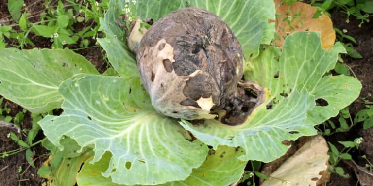 Grey Mould Control: Identifying and treating Botrytis Blight