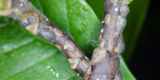 Controlling and Treating Scale Insects That Excrete Honeydue