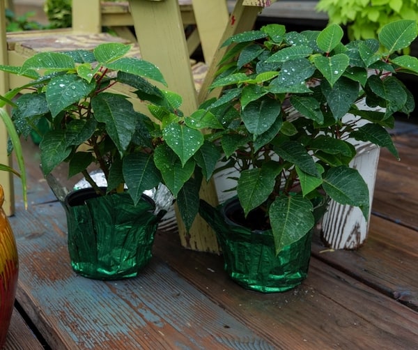Should You Feed Poinsettias Hydrangea Guide